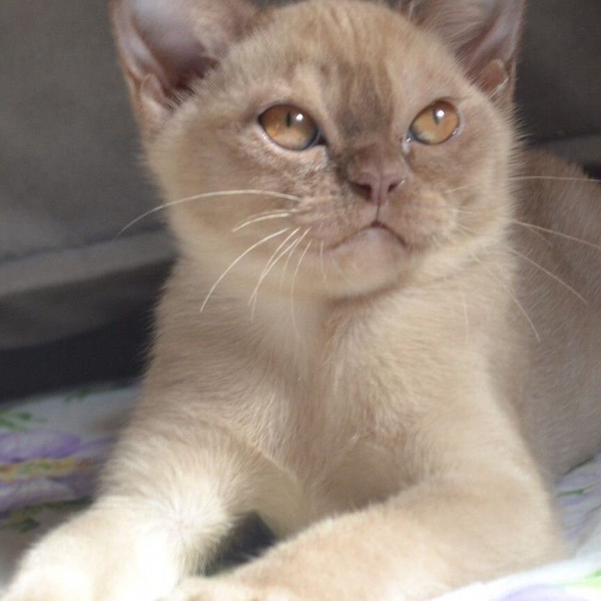 Бурма-кошечка