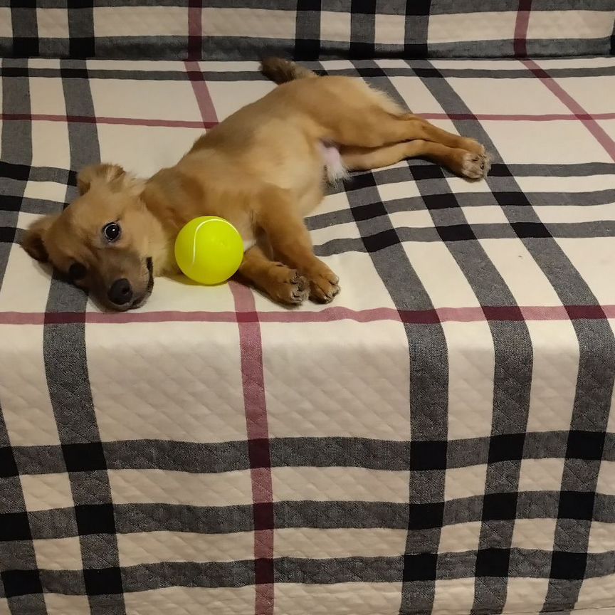 Отдам щенка в добрые руки маленькая порода