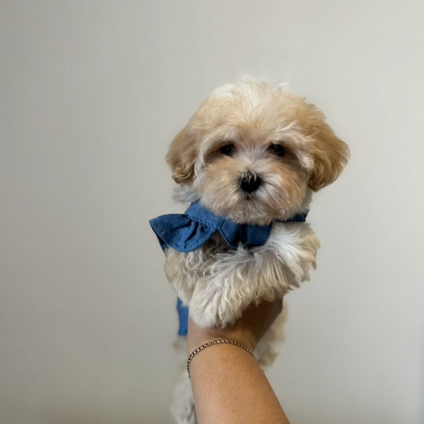 Девочка мальтипу