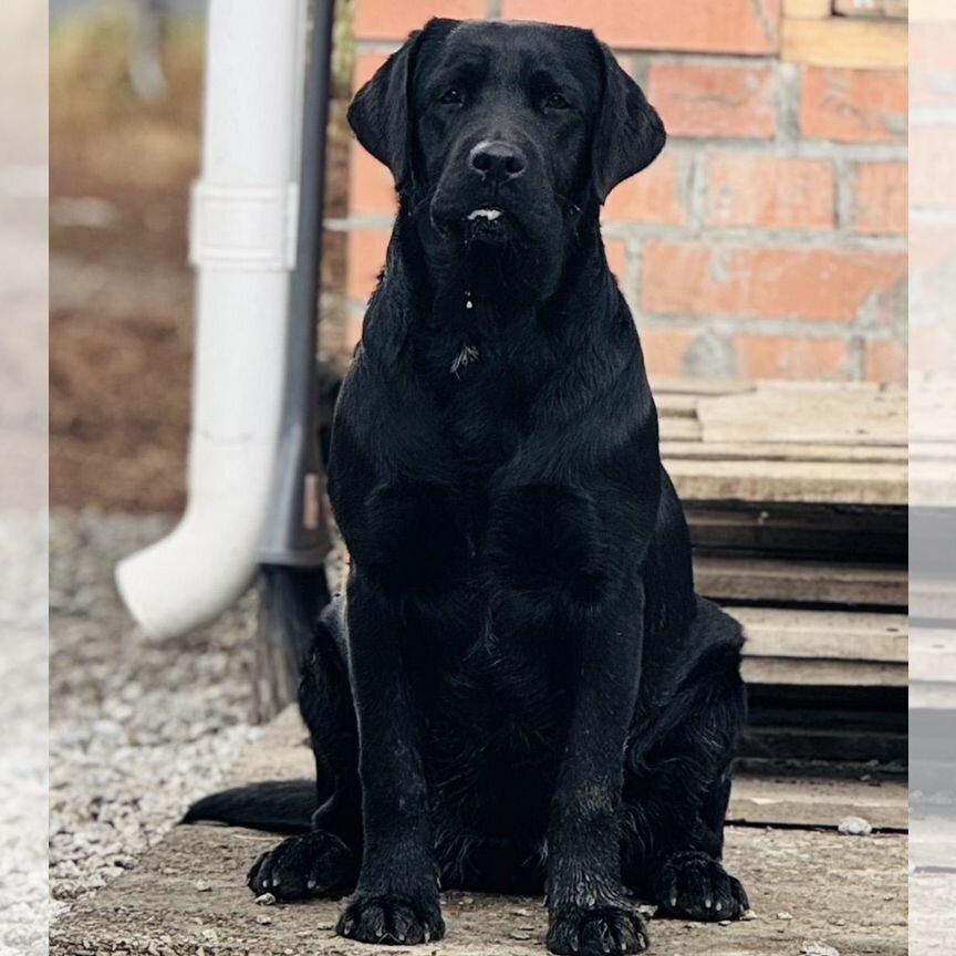 Лабрадор-ретривер, взрослая собака