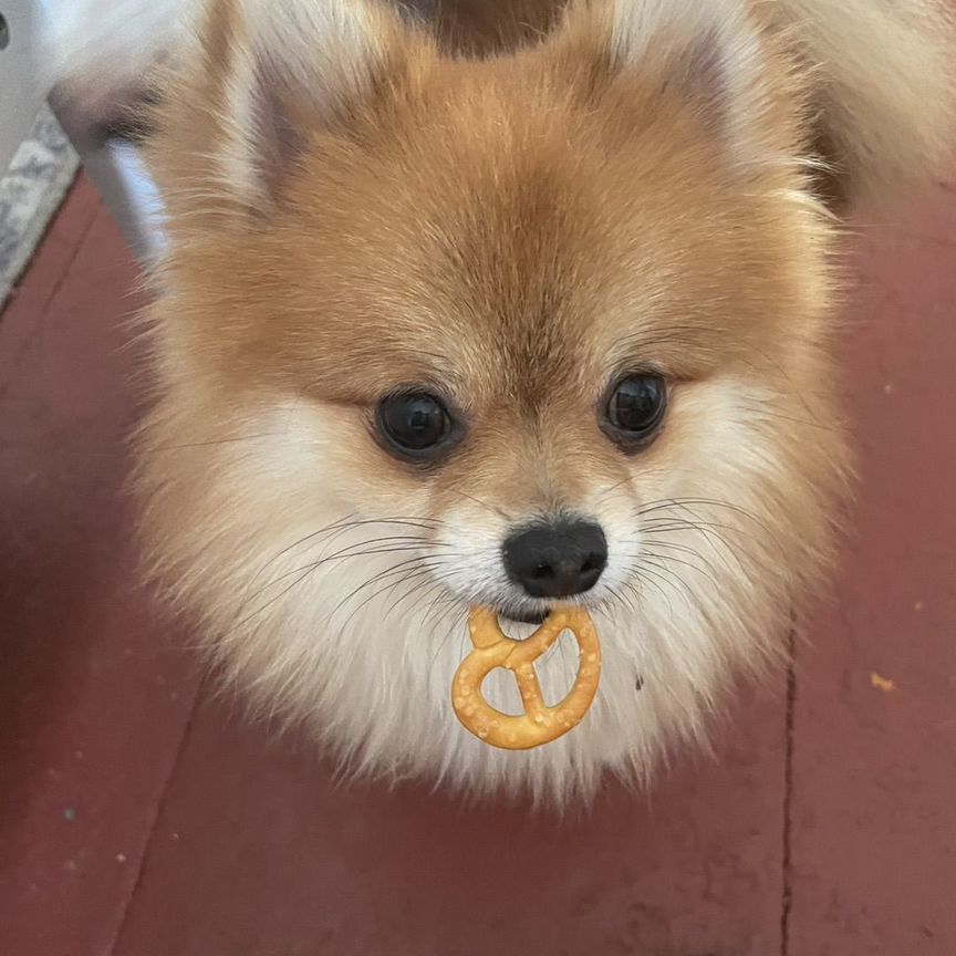 Потерялся шпиц