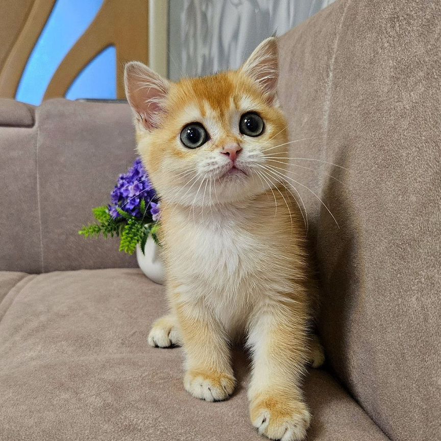 Сладкий апельсинчик