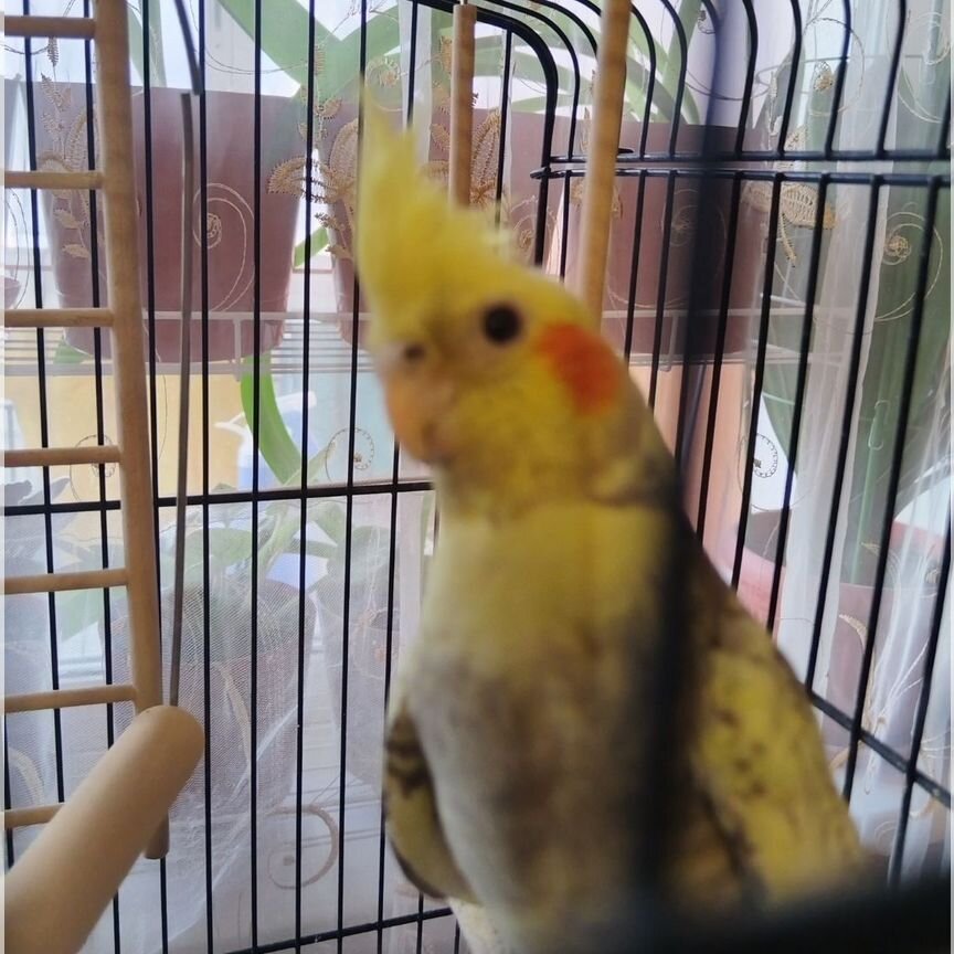 Попугай корелла мальчик