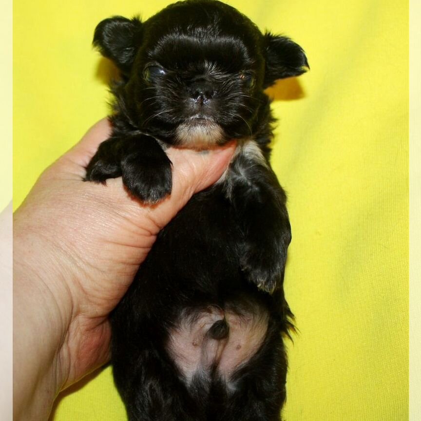 Чихуахуа, щенок