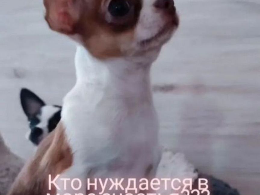 Щенки чихуахуа