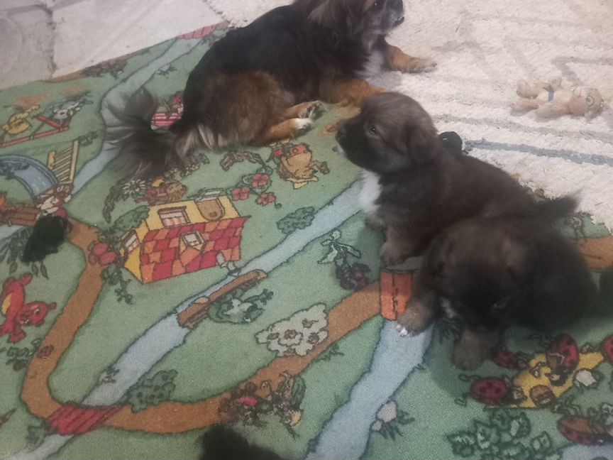 Щенки пекинеса