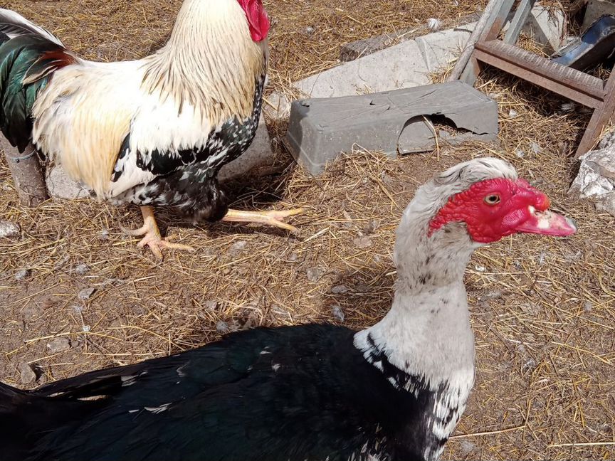 Мускусные утки