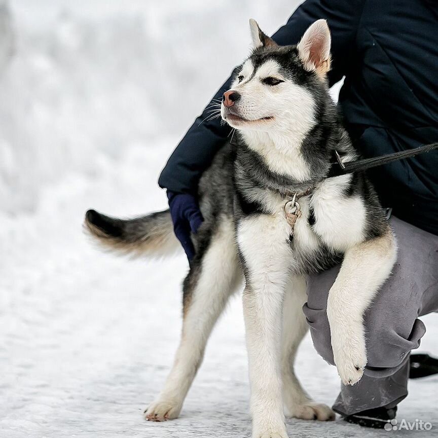 Мишаня ищет дом