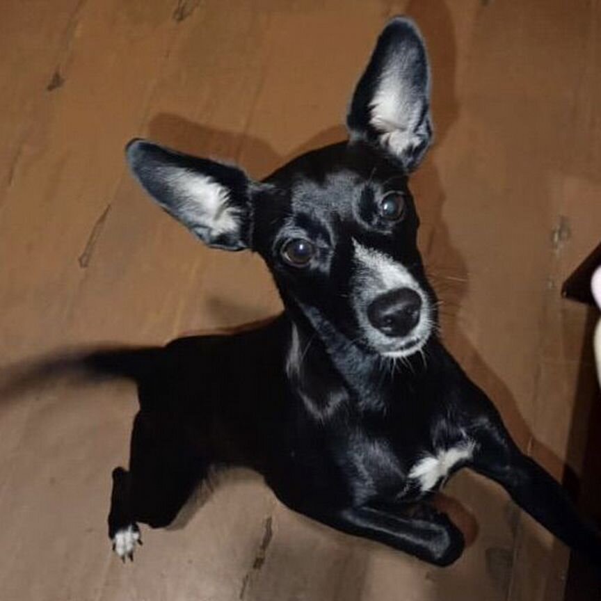 Маленькая собачка в добрые руки