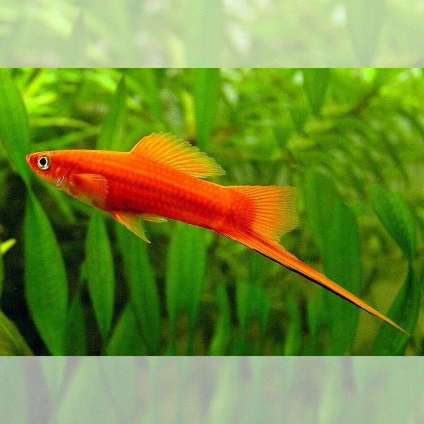 Красный меченосец самец