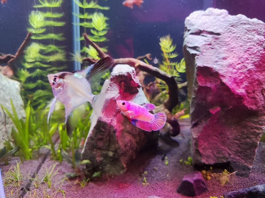 Аквариумные рыбки