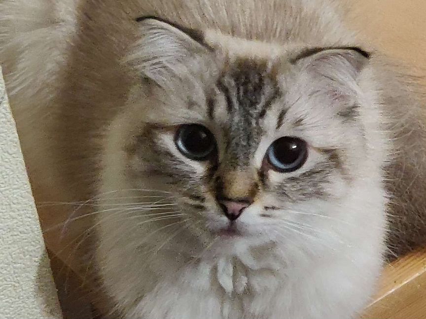 Тайские котята