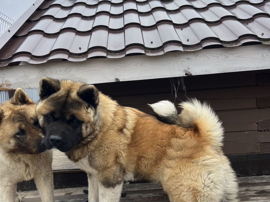 Американская акита в добрые руки