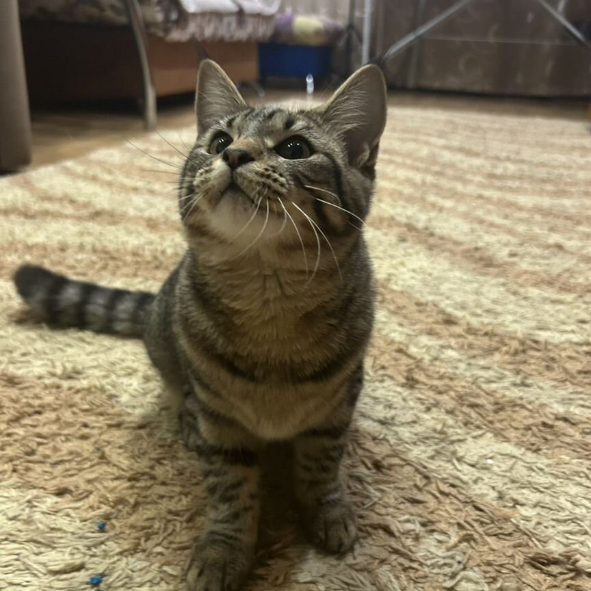 Кошка мейкун