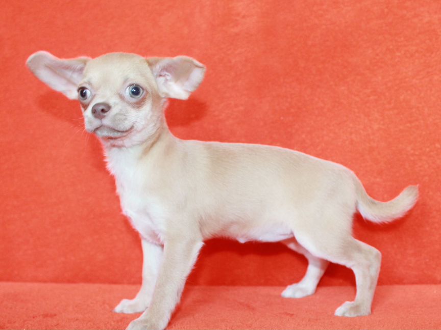 Палевая девочка чихуахуа