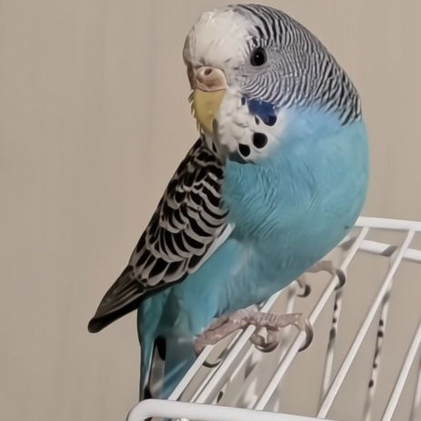 Птенцы Волнистых Попугаев разные породы