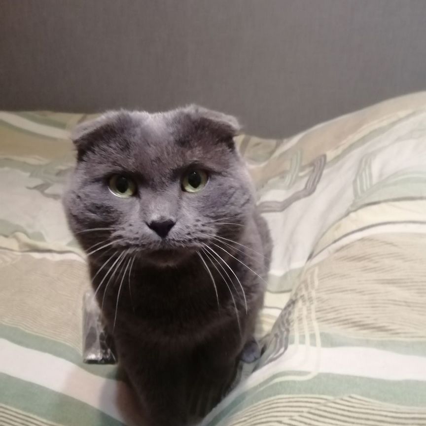 Шотландская вислоухая кот вязка