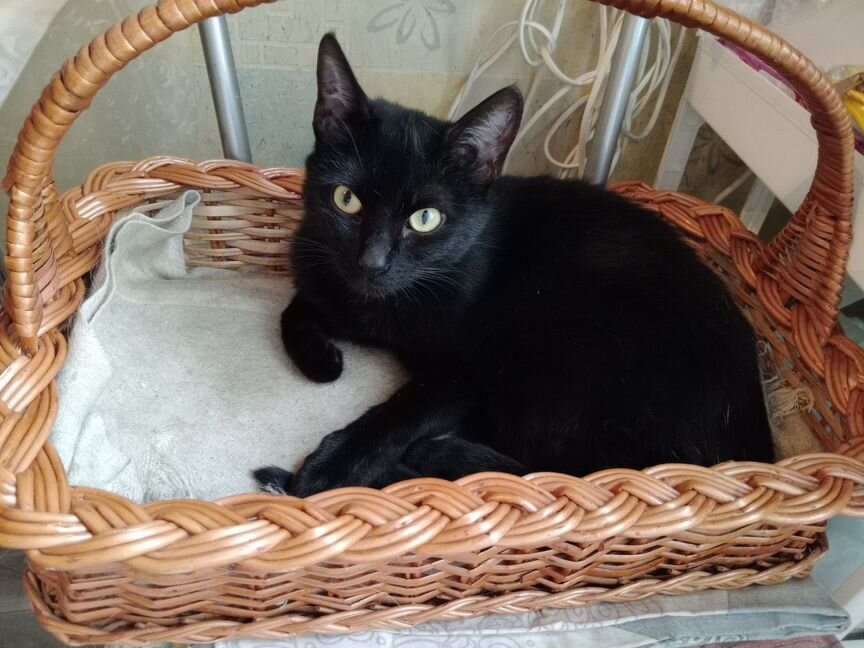 Кошечка Ласка