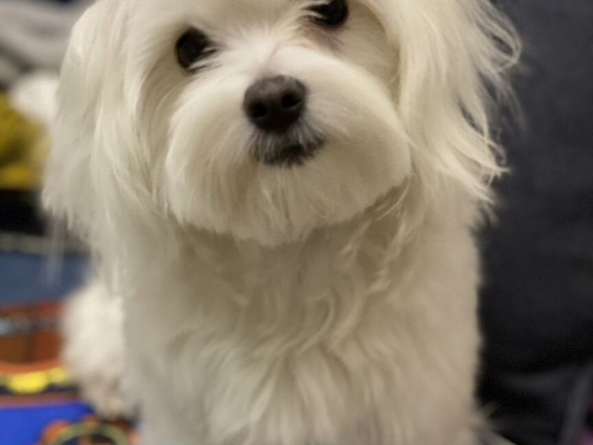 Мальтийская болонка (щенки)