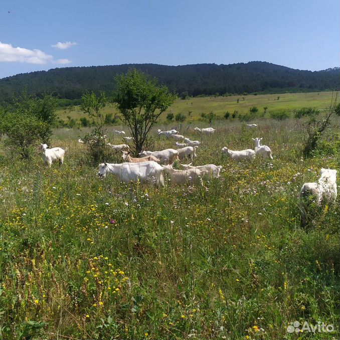Сбитое стадо Заано-Нубийских коз