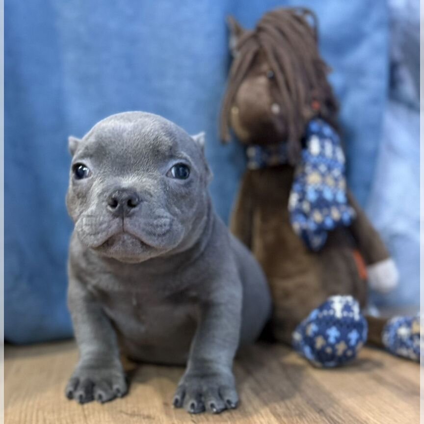 Американский булли, щенок