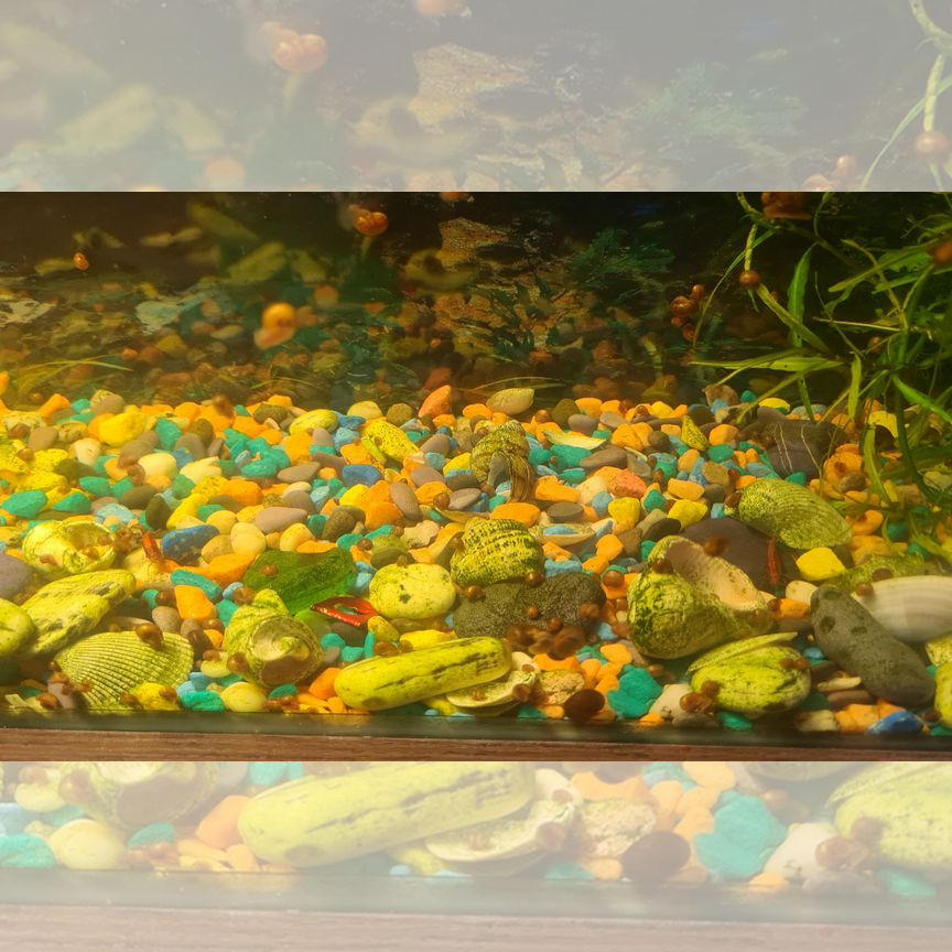 Улитки аквариумные