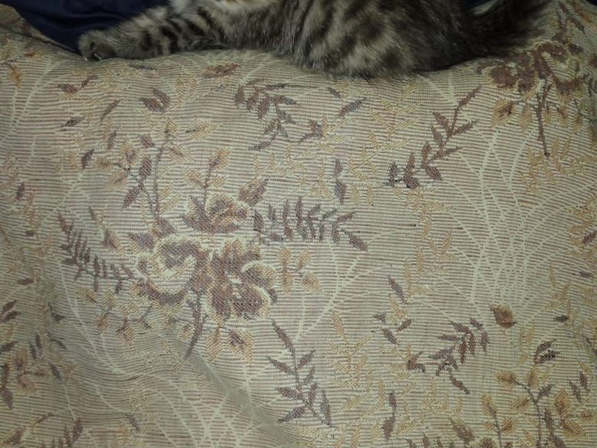 Шотландские прямоухие котята