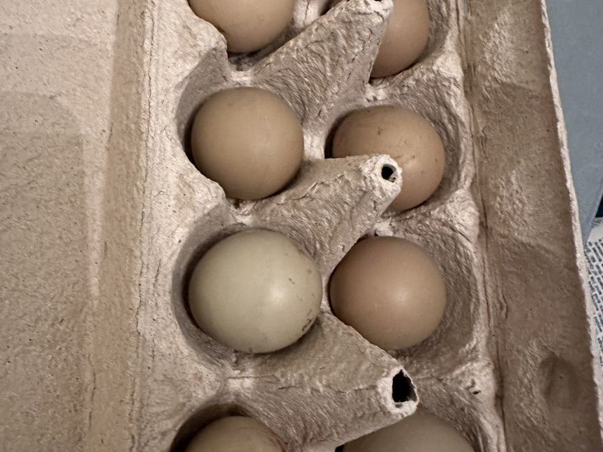 Яйца фазана