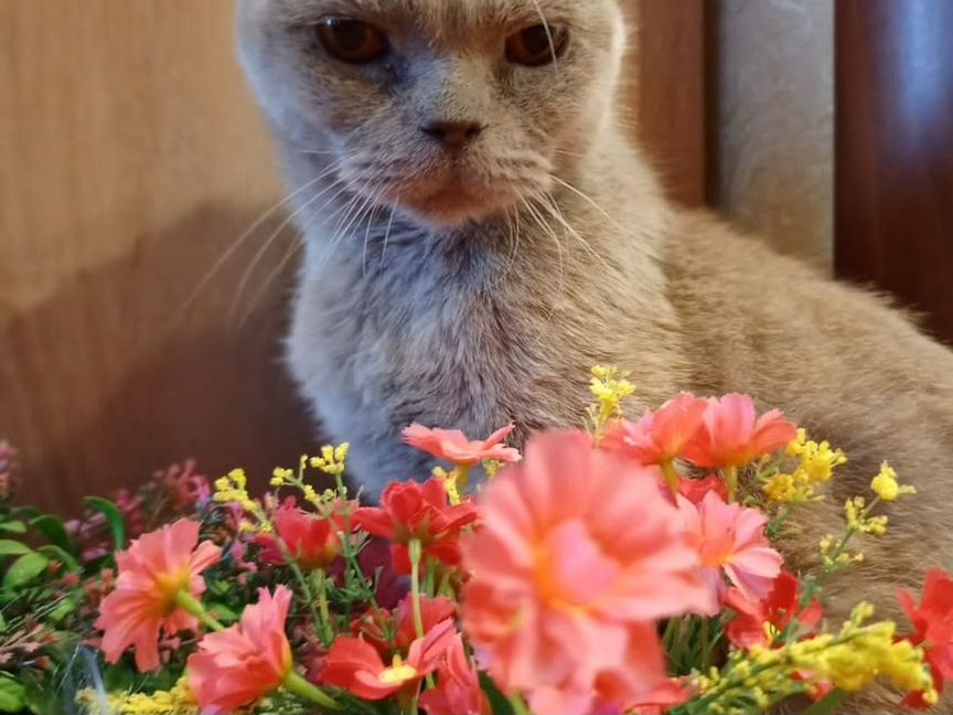 Кот