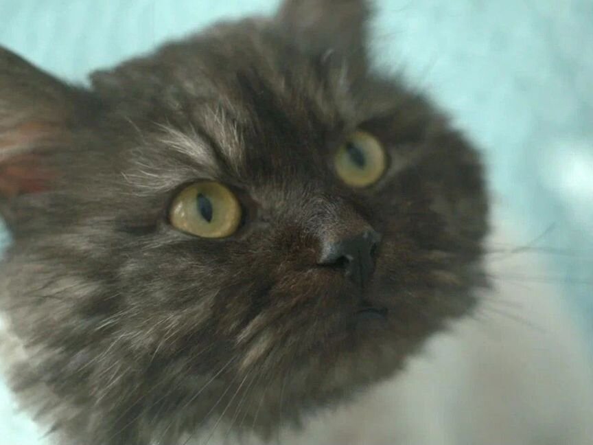 Котик Зевс окраса чёрный дым