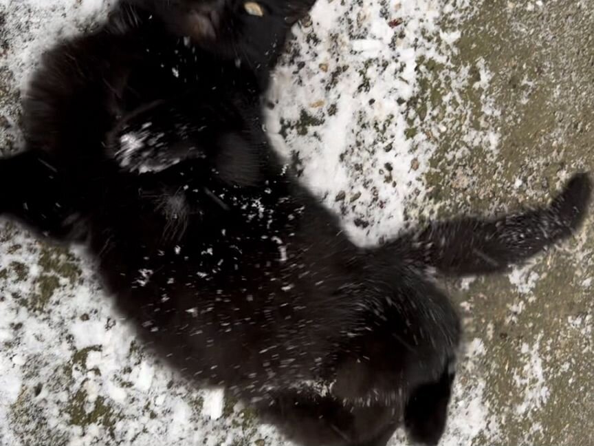 Кошечка бывшедомашняя