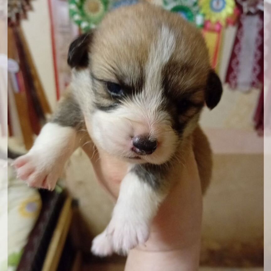 Вельш Корги Пемброк, щенок