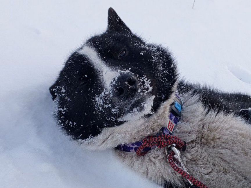 Русско-европейская лайка