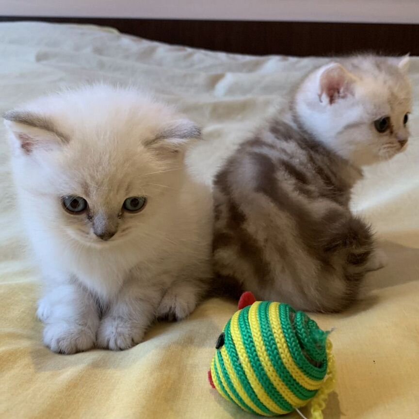 Шотландские котята