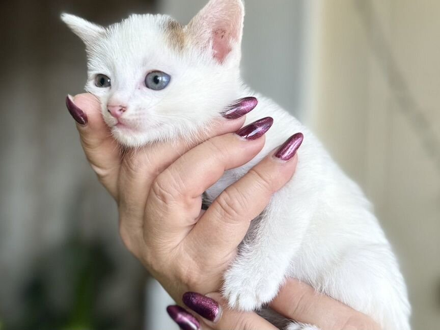 Котенок с ярким белым окрасом