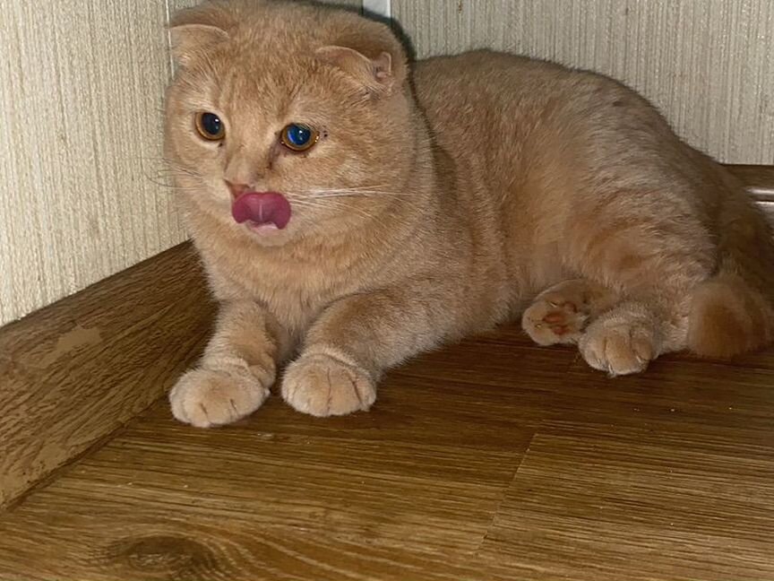 Кошки вислоухие карликовая