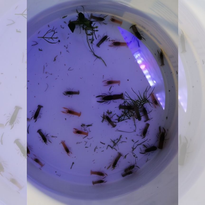 Раки карликовые мексиканские