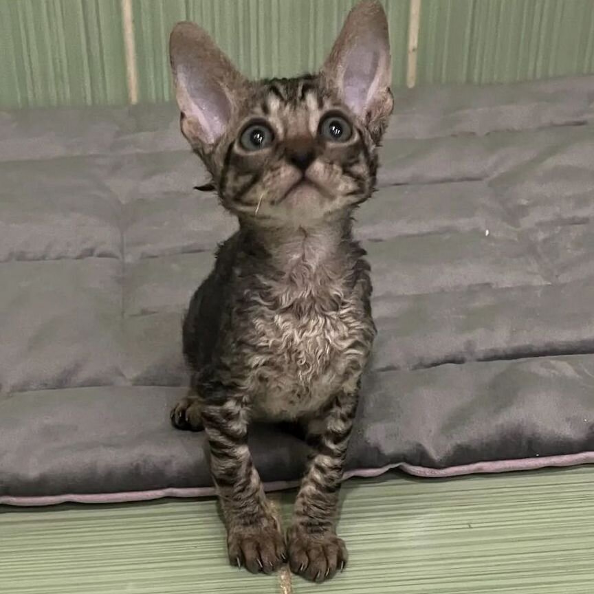 Корниш-рекс котёнок