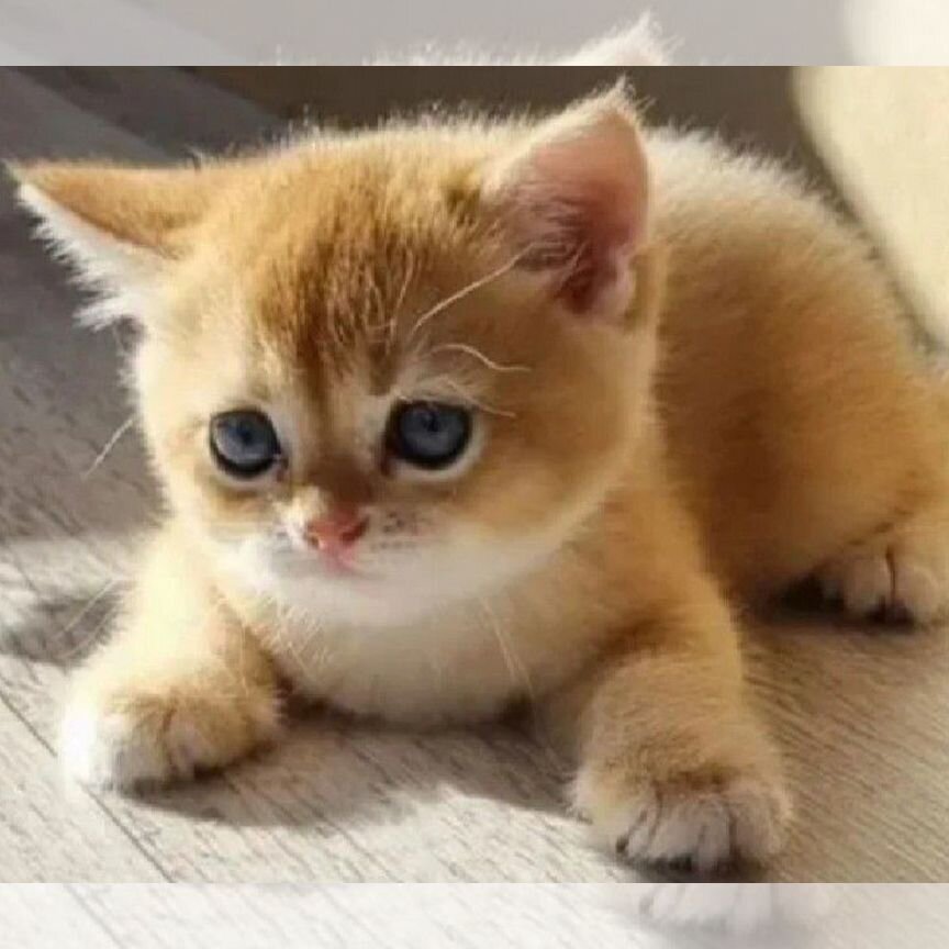 Шиншилловые золотые котомалыши