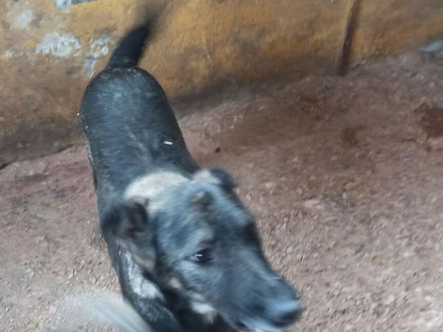 Собака, похожая на волчонка ищет хорошего хозяина