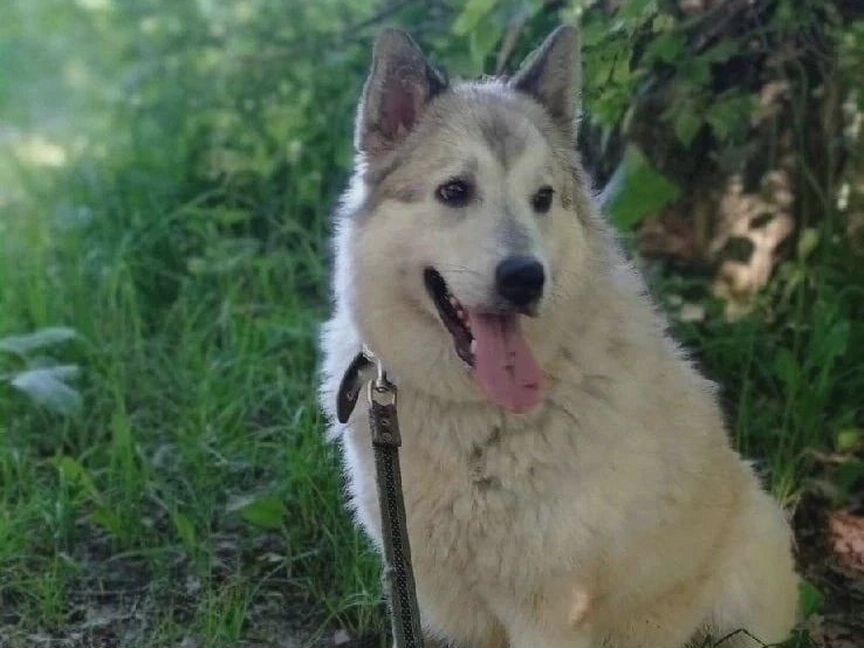 Собака Спарта