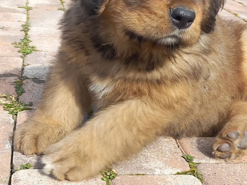 Тибетский мастиф щенки