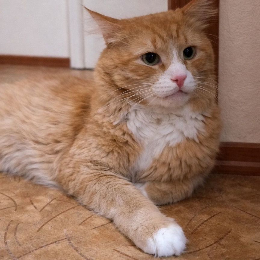 Взрослый кот в добрые руки