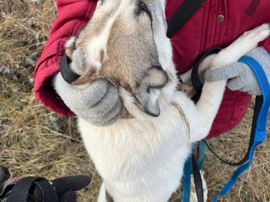 Белоснежная красавица Эсти