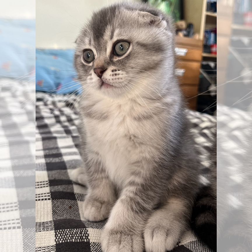 Шотландские вислоухие котята
