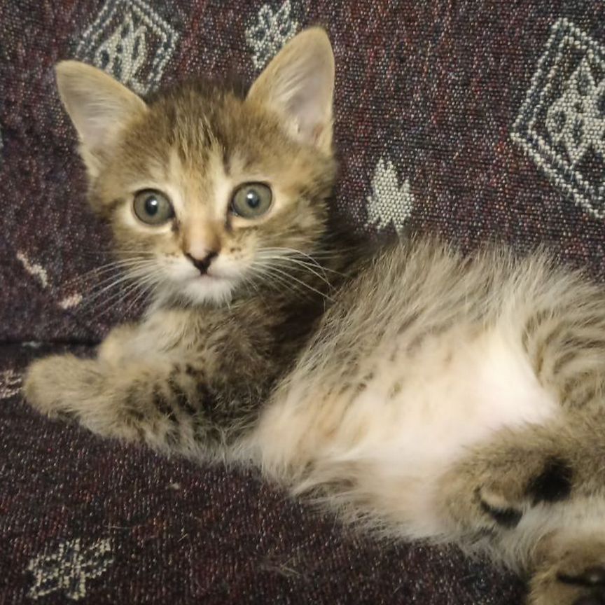 Кошечка 1,5 месяца ищет дом