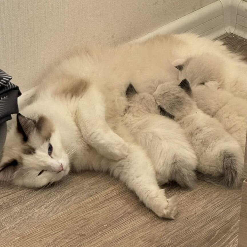 Котята рэгдолл, регдол, мальчики и девочки