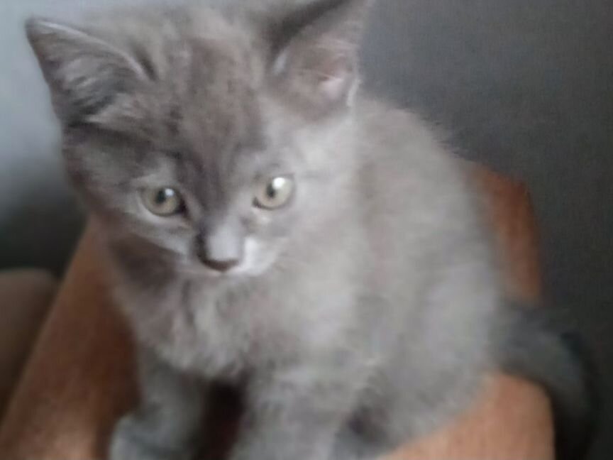 Котята красавцы