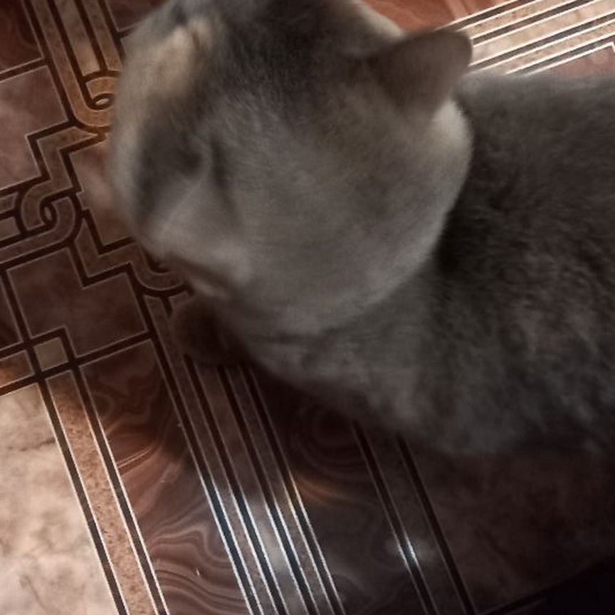 Кошка ждёт хозяев