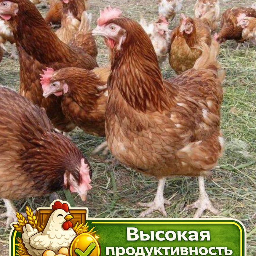 Куры несушки с доставкой